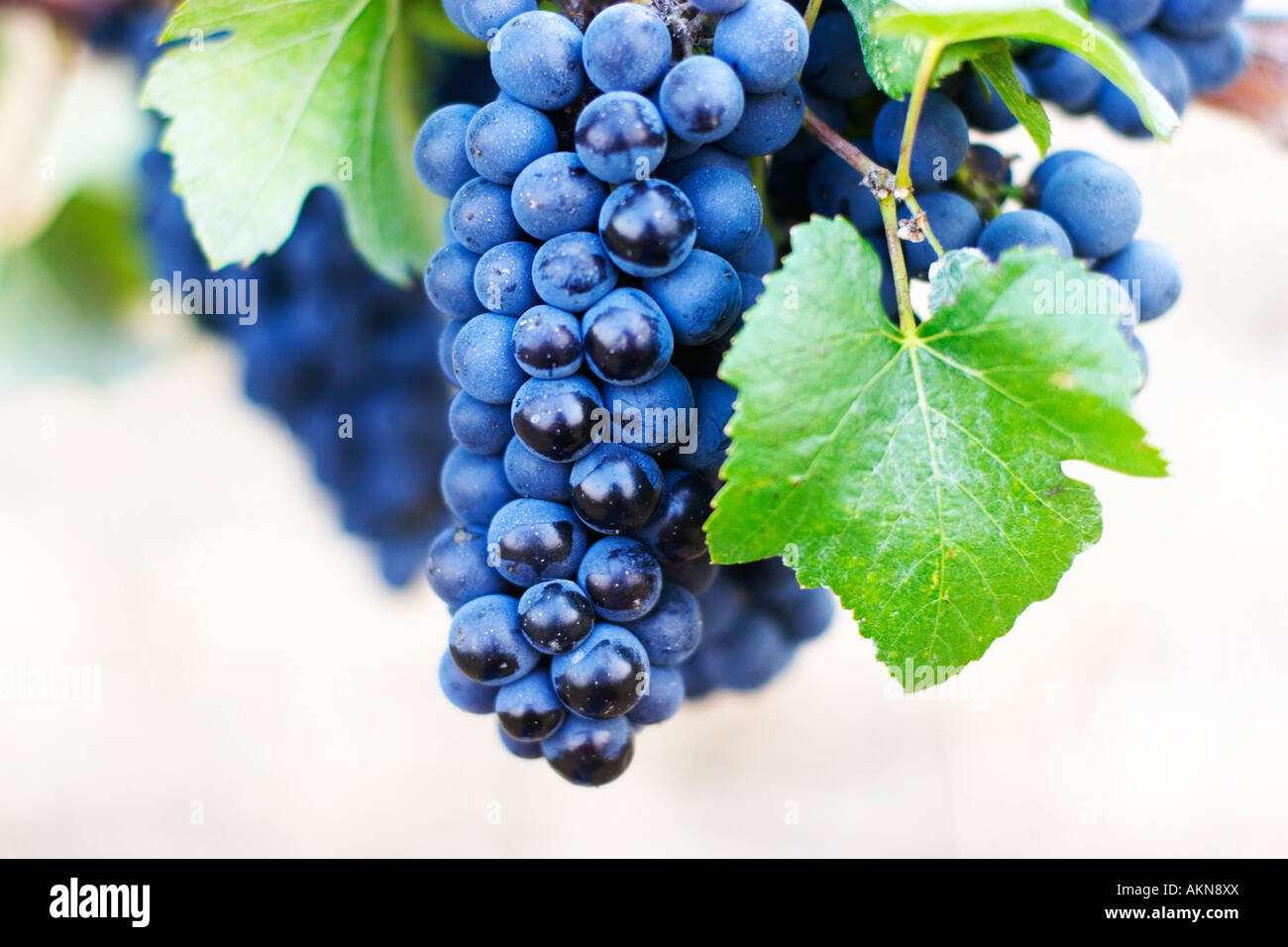Dark Blue Pinot Noir grapes Stock Photo - Alamy