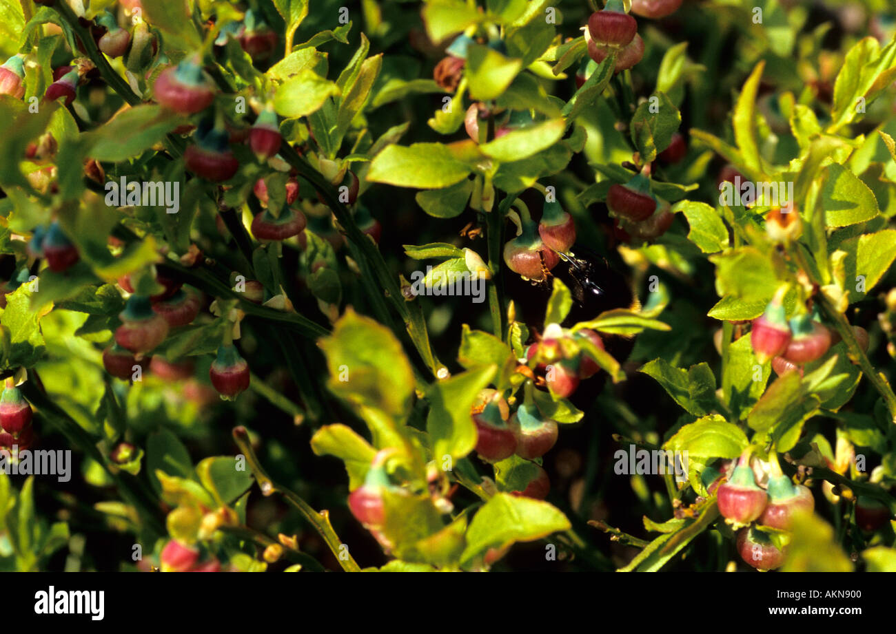 Bilberry bee hi-res stock photography and images - Alamy