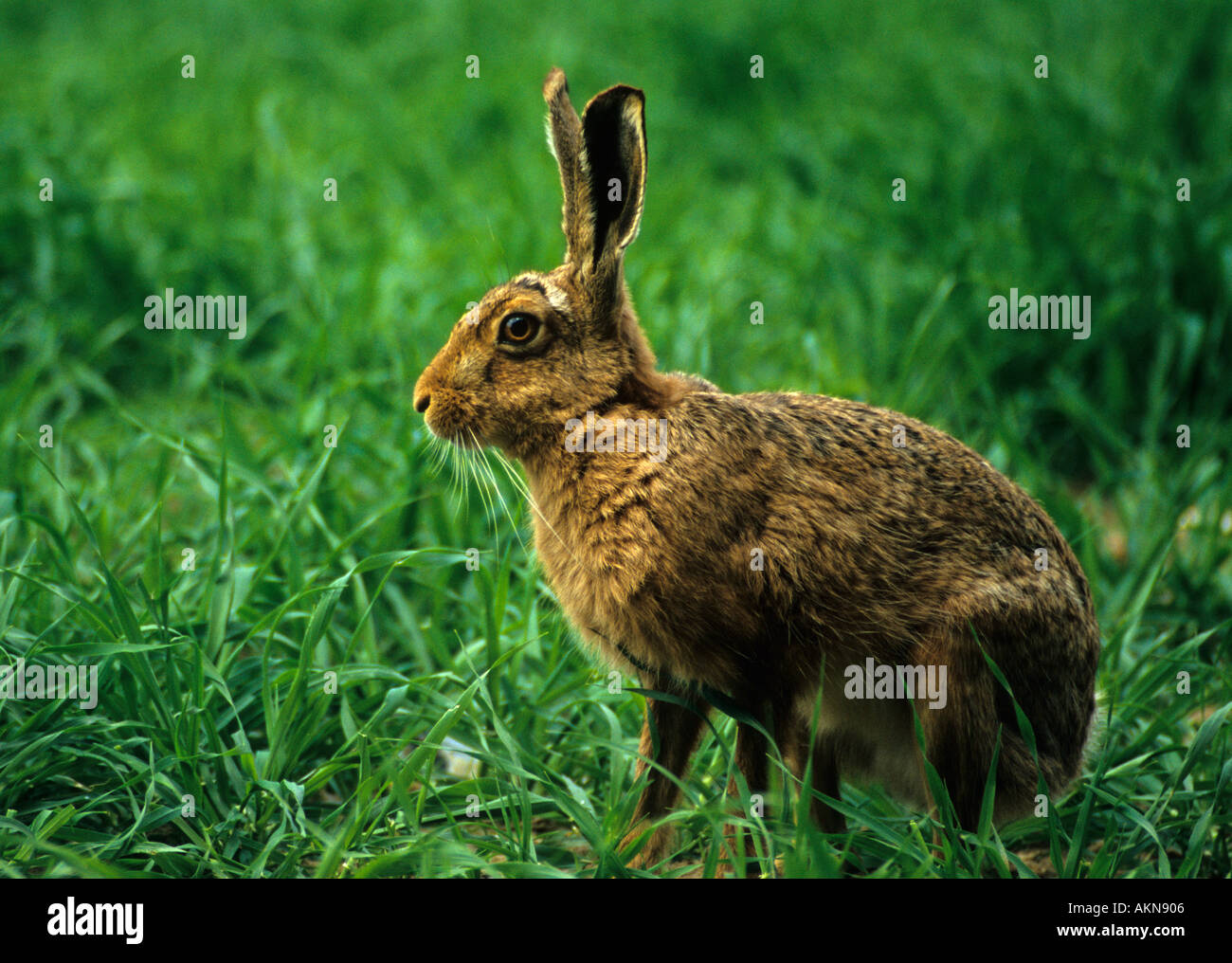 Brown hare lepus capensis Stock Photo - Alamy