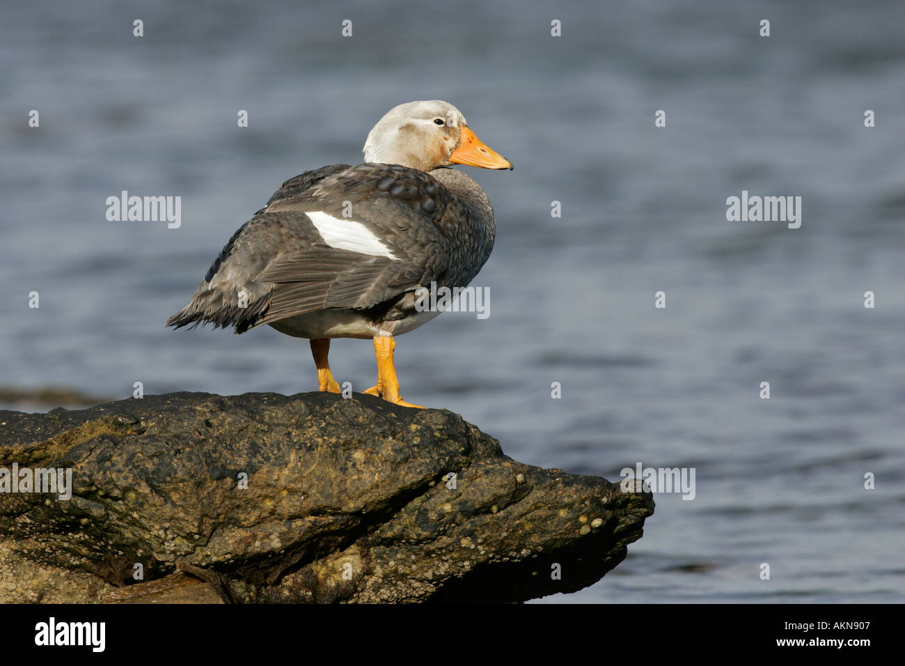 Streamer duck hi-res stock photography and images - Alamy