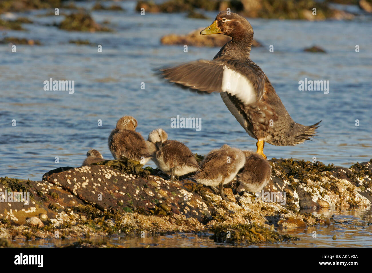 Streamer duck hi-res stock photography and images - Alamy