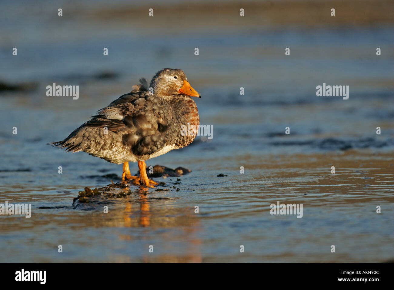 Streamer duck hi-res stock photography and images - Alamy