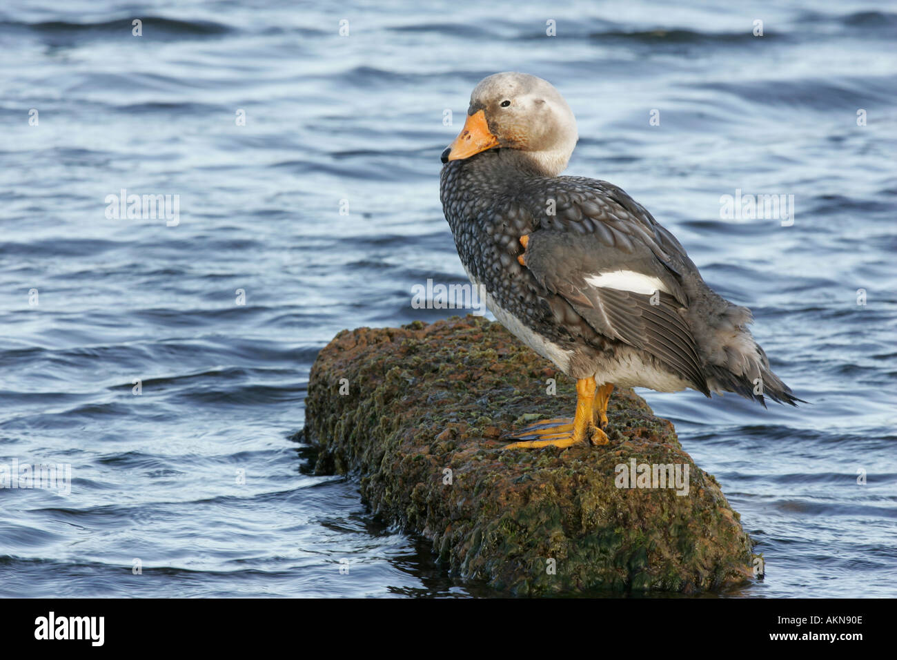 Streamer duck hi-res stock photography and images - Alamy