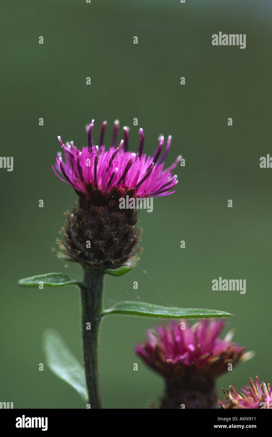 Black Knapweed Centaurea nigra Stock Photo - Alamy