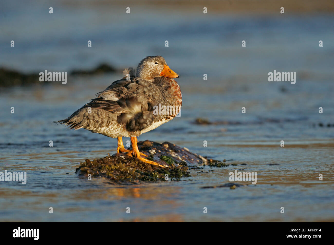 Streamer duck hi-res stock photography and images - Alamy