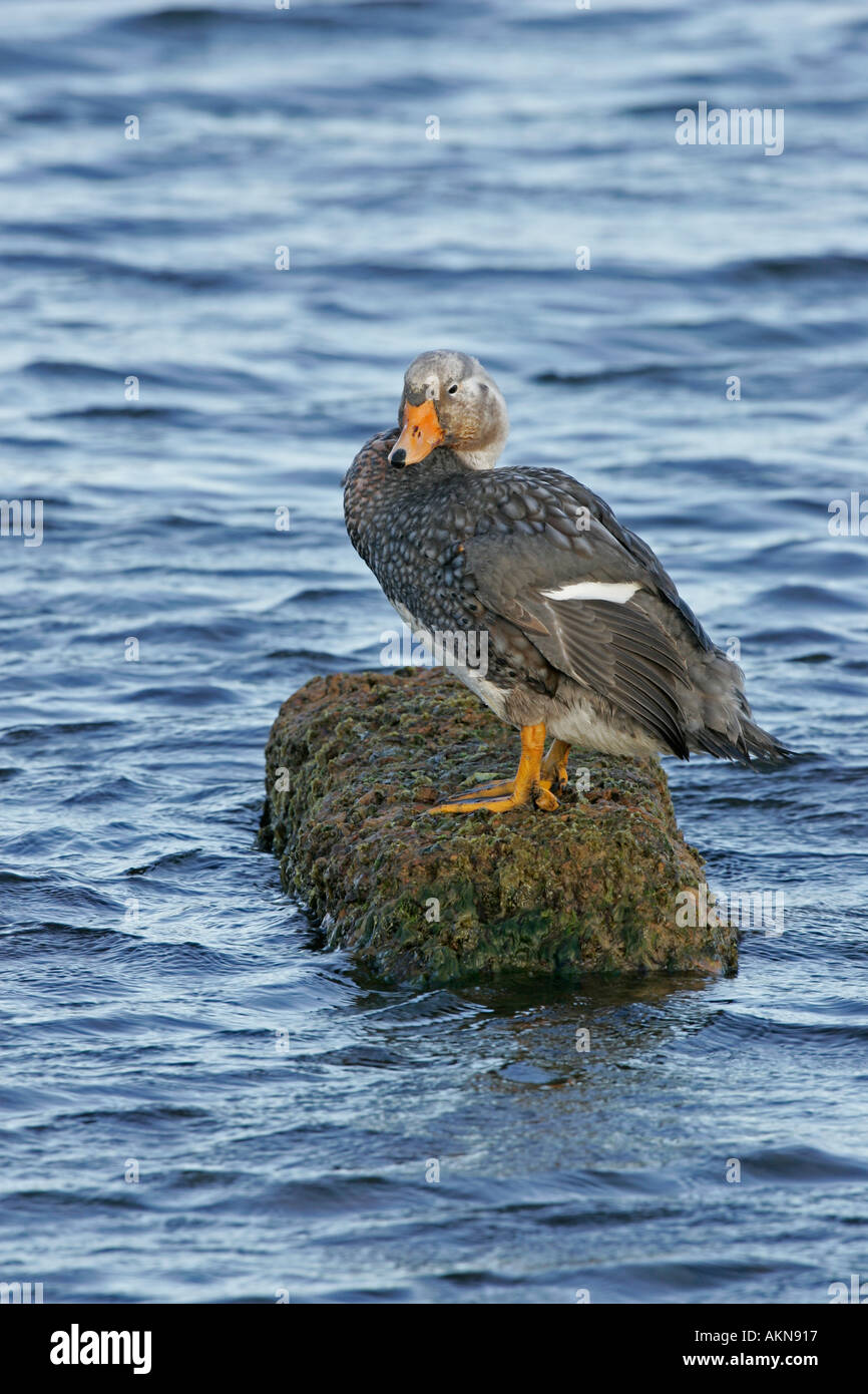 FALKLAND STREAMER DUCK Tachyeres brachypterus Stock Photo - Alamy