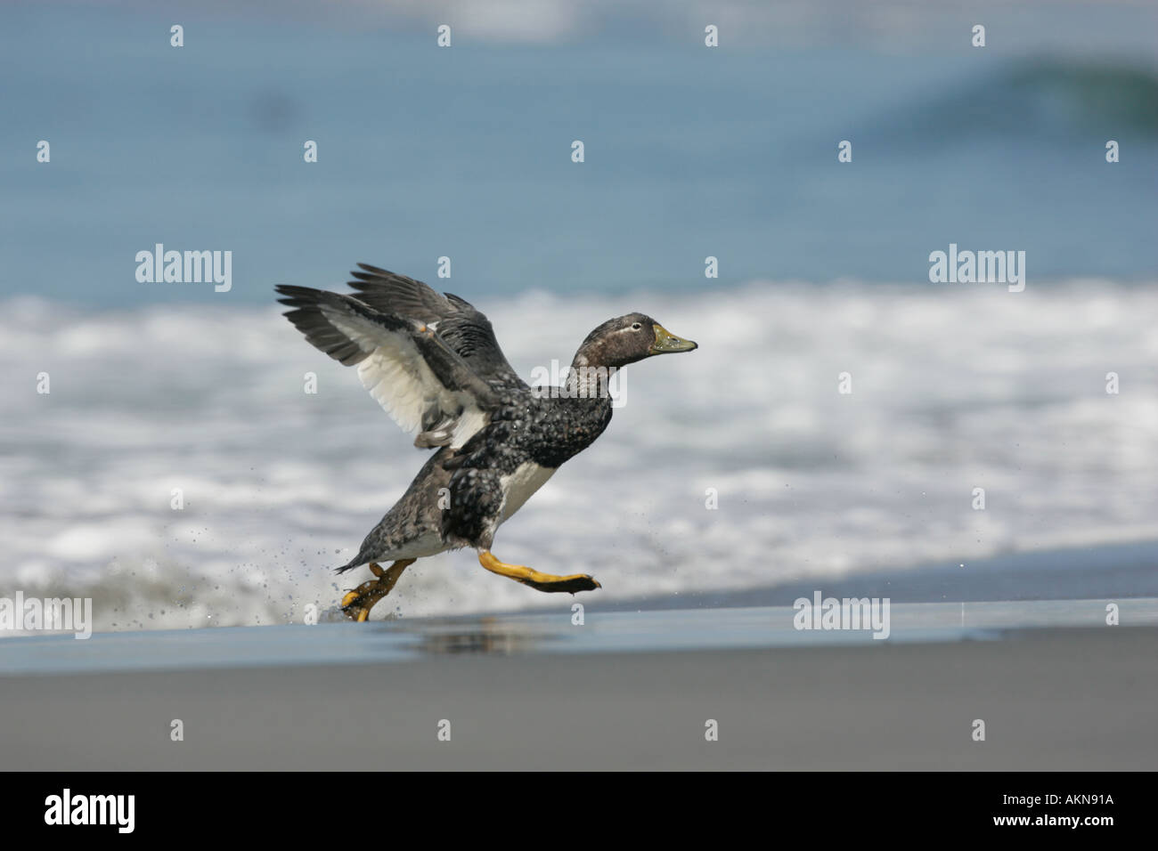 Streamer duck hi-res stock photography and images - Alamy