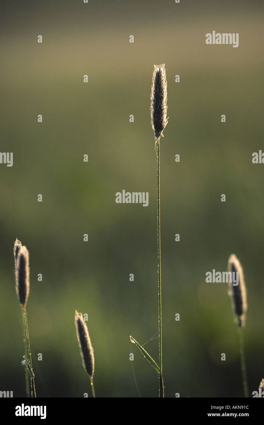 Timothy Phleum Pratense Grass Stock Photo - Alamy