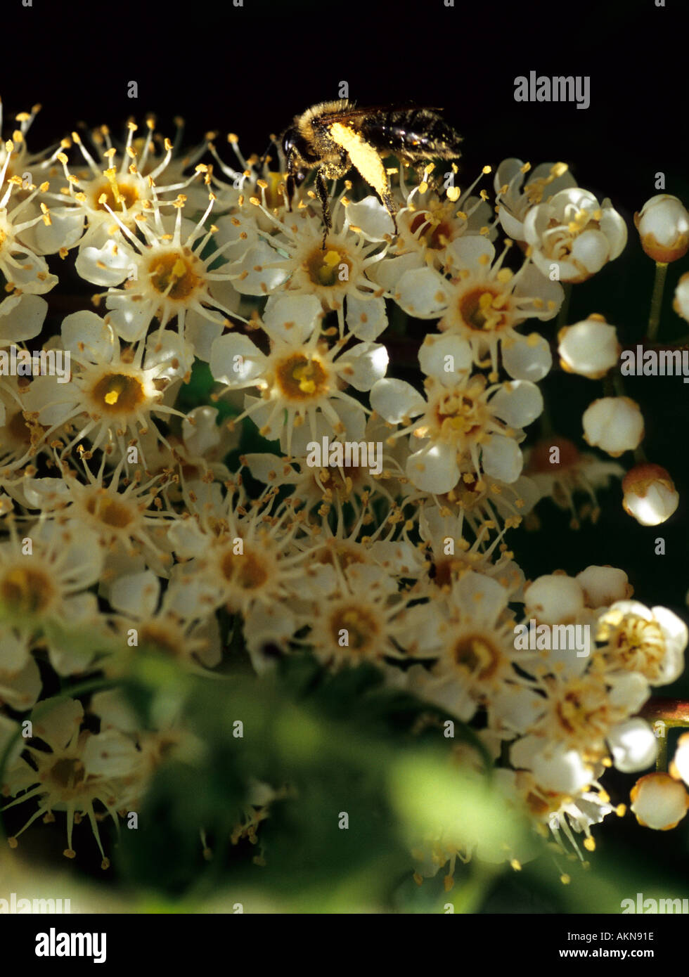 Elder flower spray Sambucus nigra and honey bee Apis mellifera Stock ...