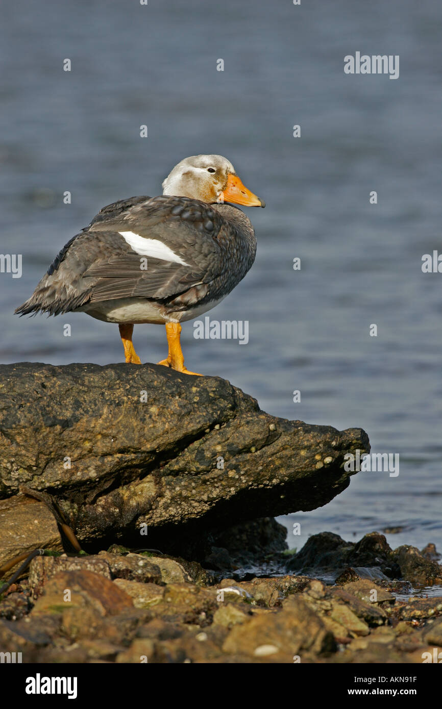 Streamer duck hi-res stock photography and images - Alamy