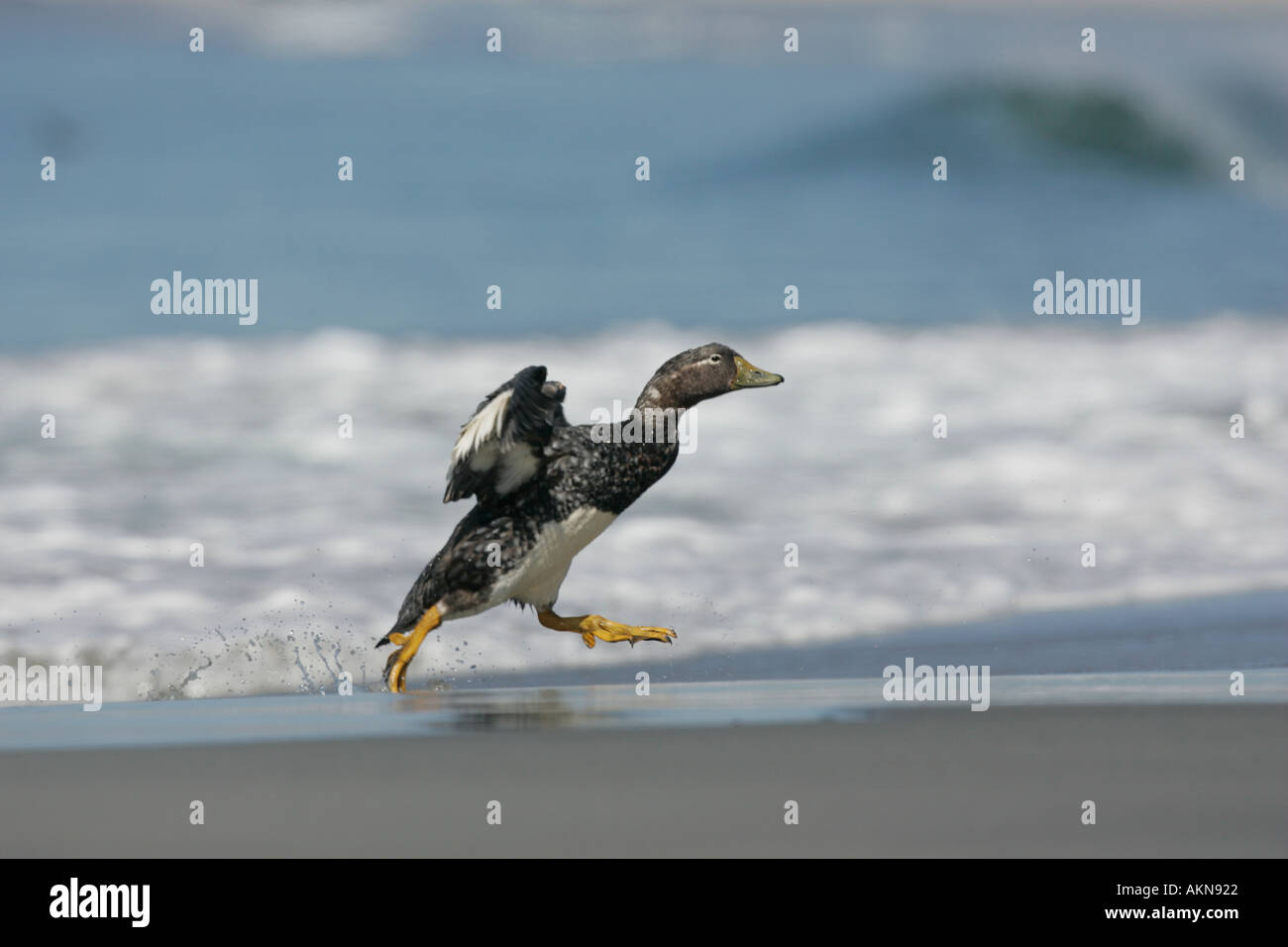 Streamer duck hi-res stock photography and images - Alamy