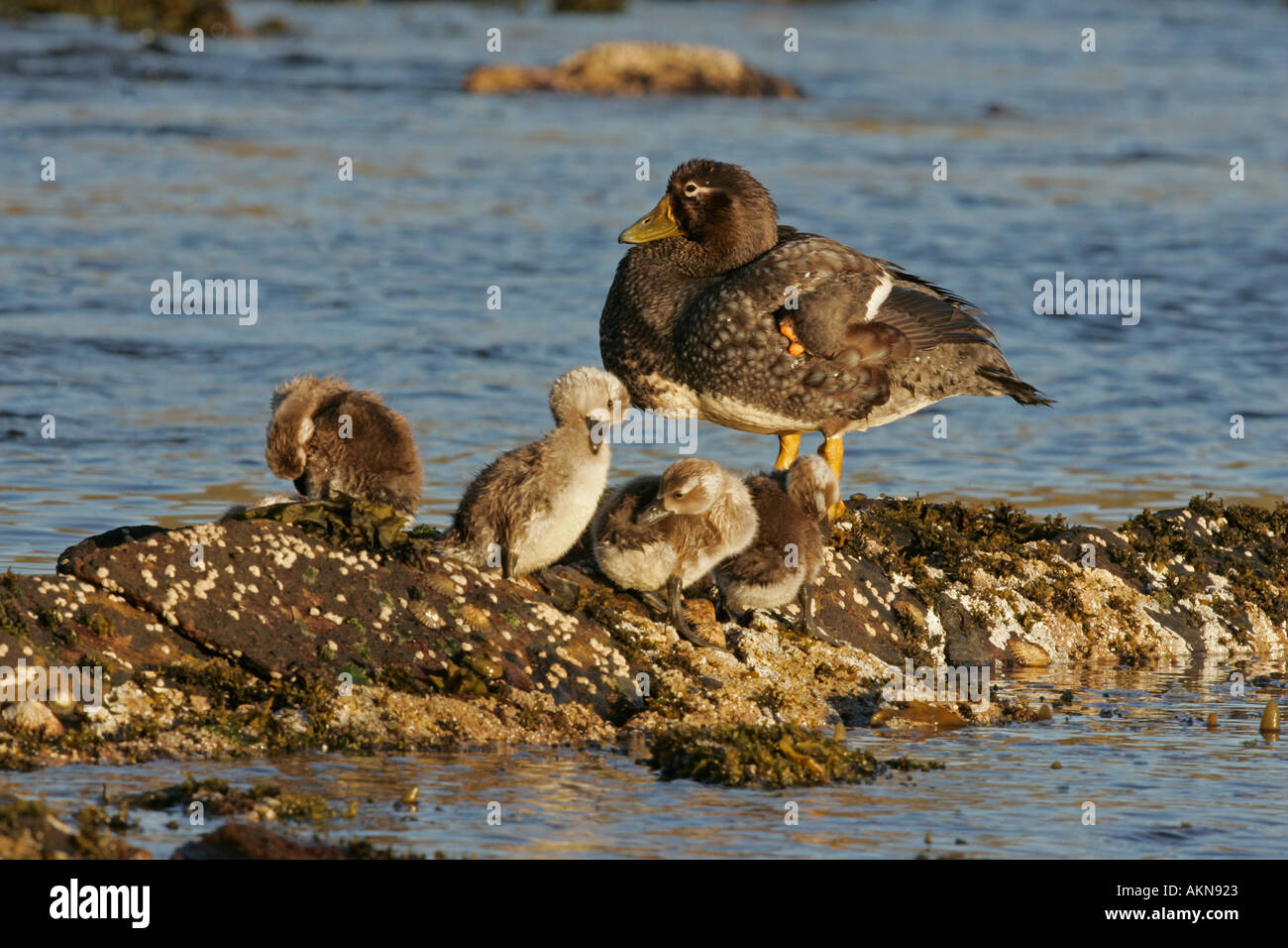 Streamer duck hi-res stock photography and images - Alamy