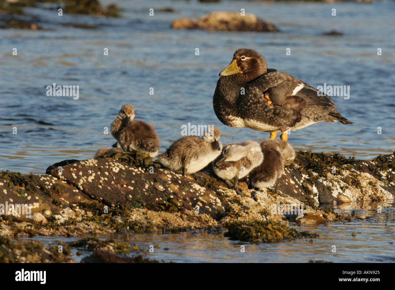 Streamer duck hi-res stock photography and images - Alamy