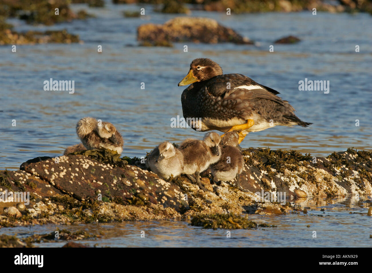 FALKLAND STREAMER DUCK Tachyeres brachypterus Stock Photo - Alamy