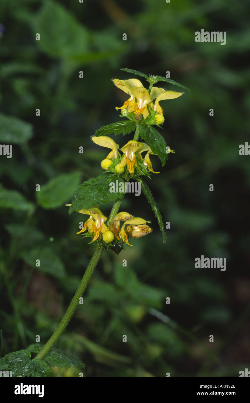 Yellow Archangel Lamiastrum galeobdolon Stock Photo - Alamy