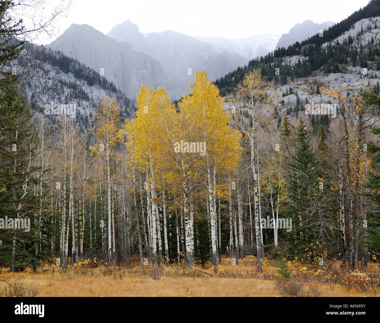 Yellow trembling Aspen at The Finger of Sawback Range Mountains ...