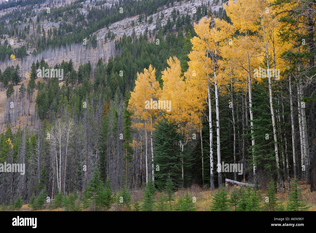 Stand of yellow Aspen trees at Sawback Range Banff National Park Stock ...