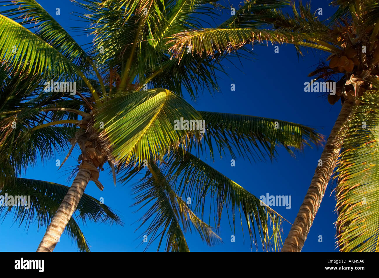 Aruba landmarks hi-res stock photography and images - Alamy