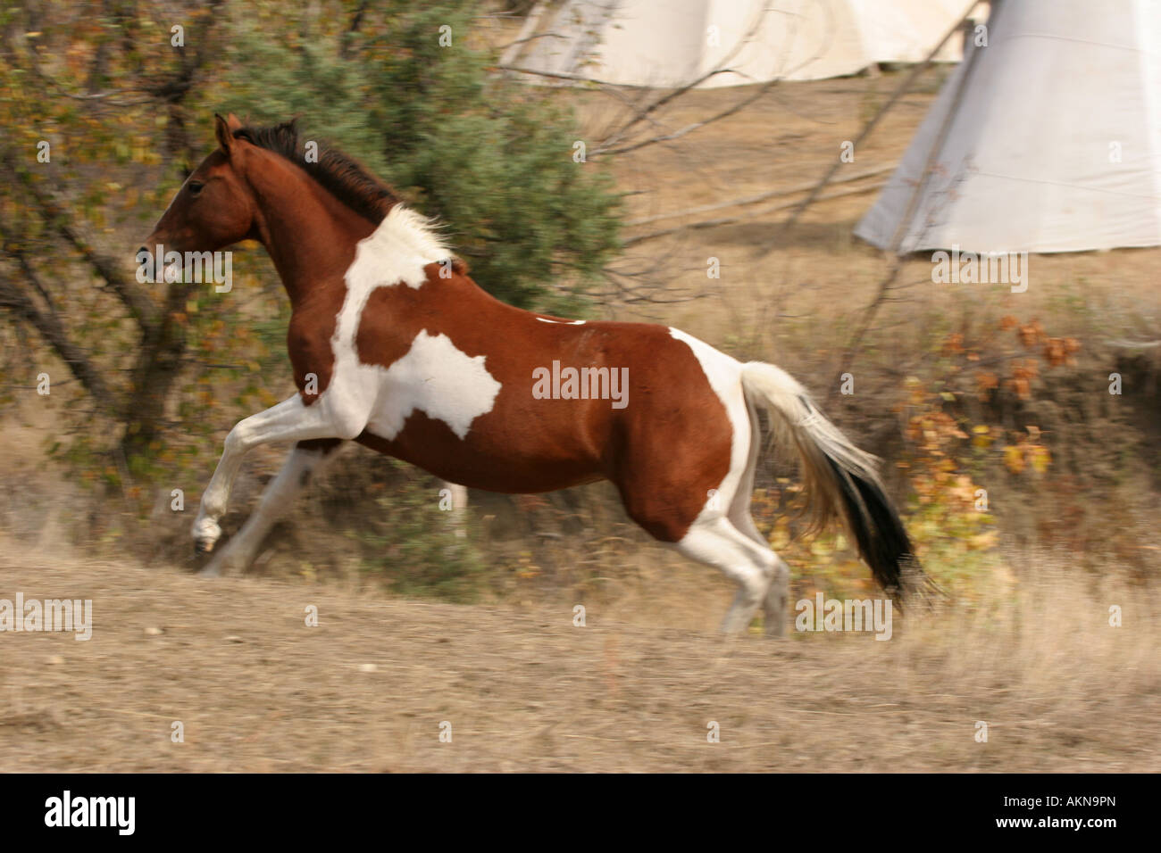An Indian pony running through the Indian tipi village encampment Stock ...