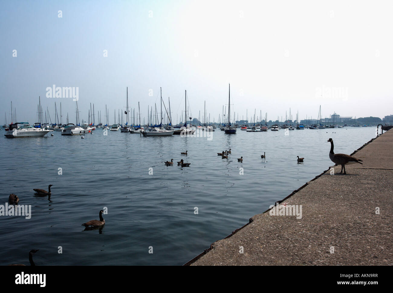 Boats docked in a harbor, Chicago, Illinois, USA Stock Photo - Alamy