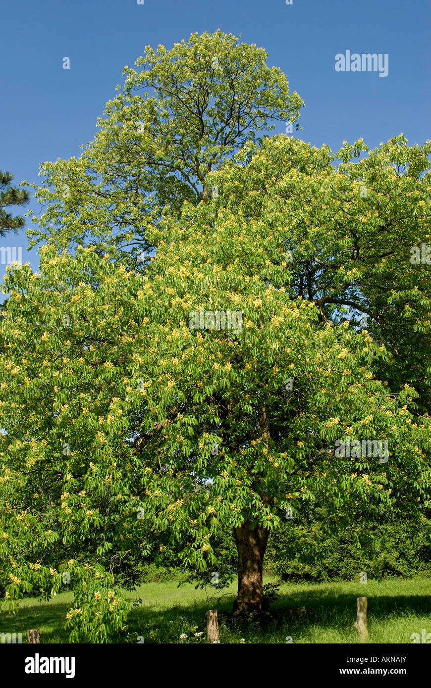 Walnut tree hi-res stock photography and images - Alamy