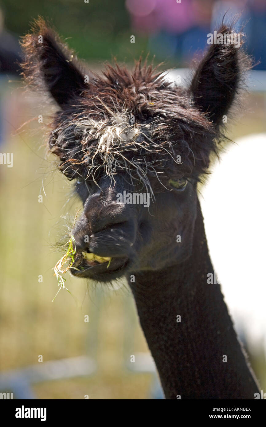 Llama and horses hi-res stock photography and images - Alamy