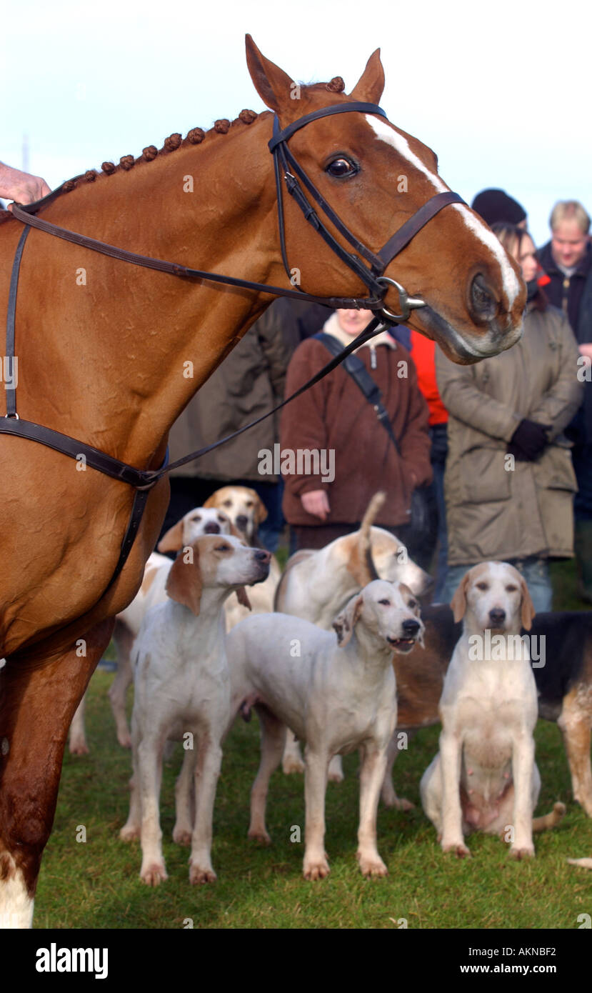 Foxhunting england hi-res stock photography and images - Alamy