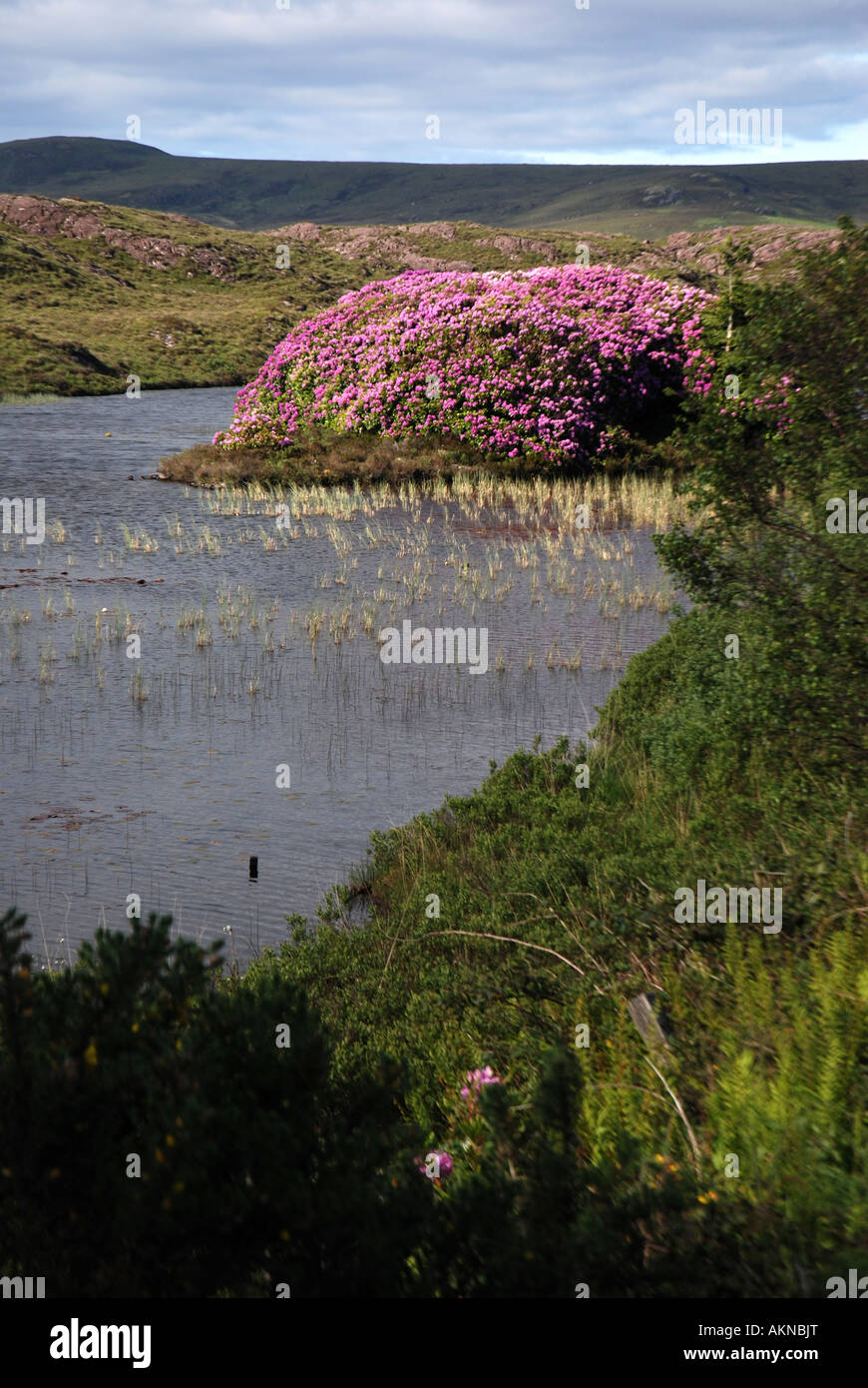 Lake with Rhododendron covered rock, NW Highland north of Ullapool ...
