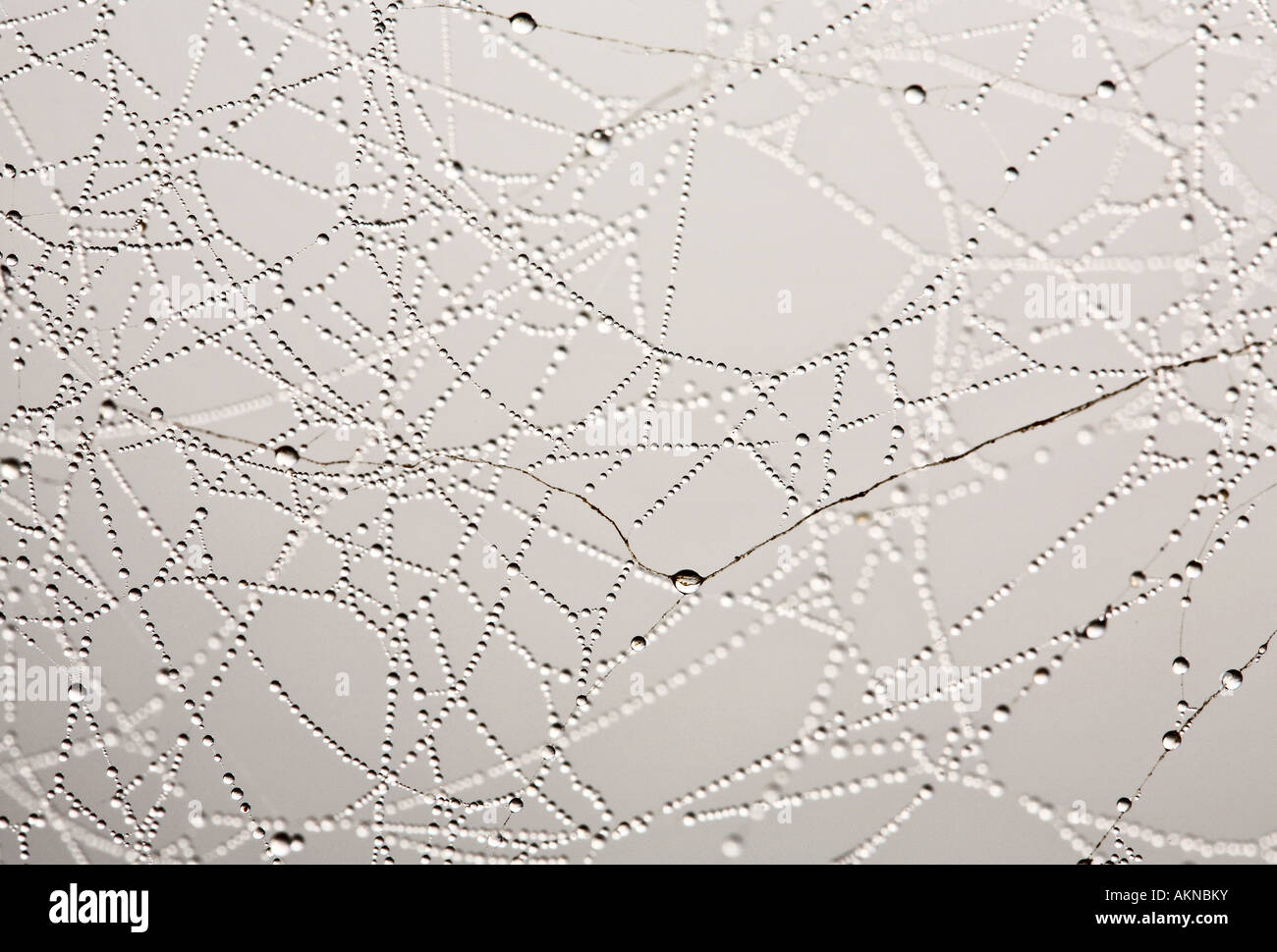 Mist drops on spider web Stock Photo - Alamy