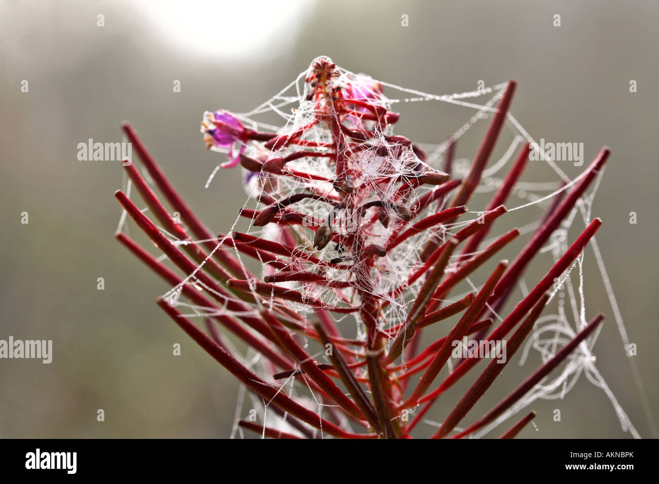 Spider web on top of a plant Stock Photo - Alamy