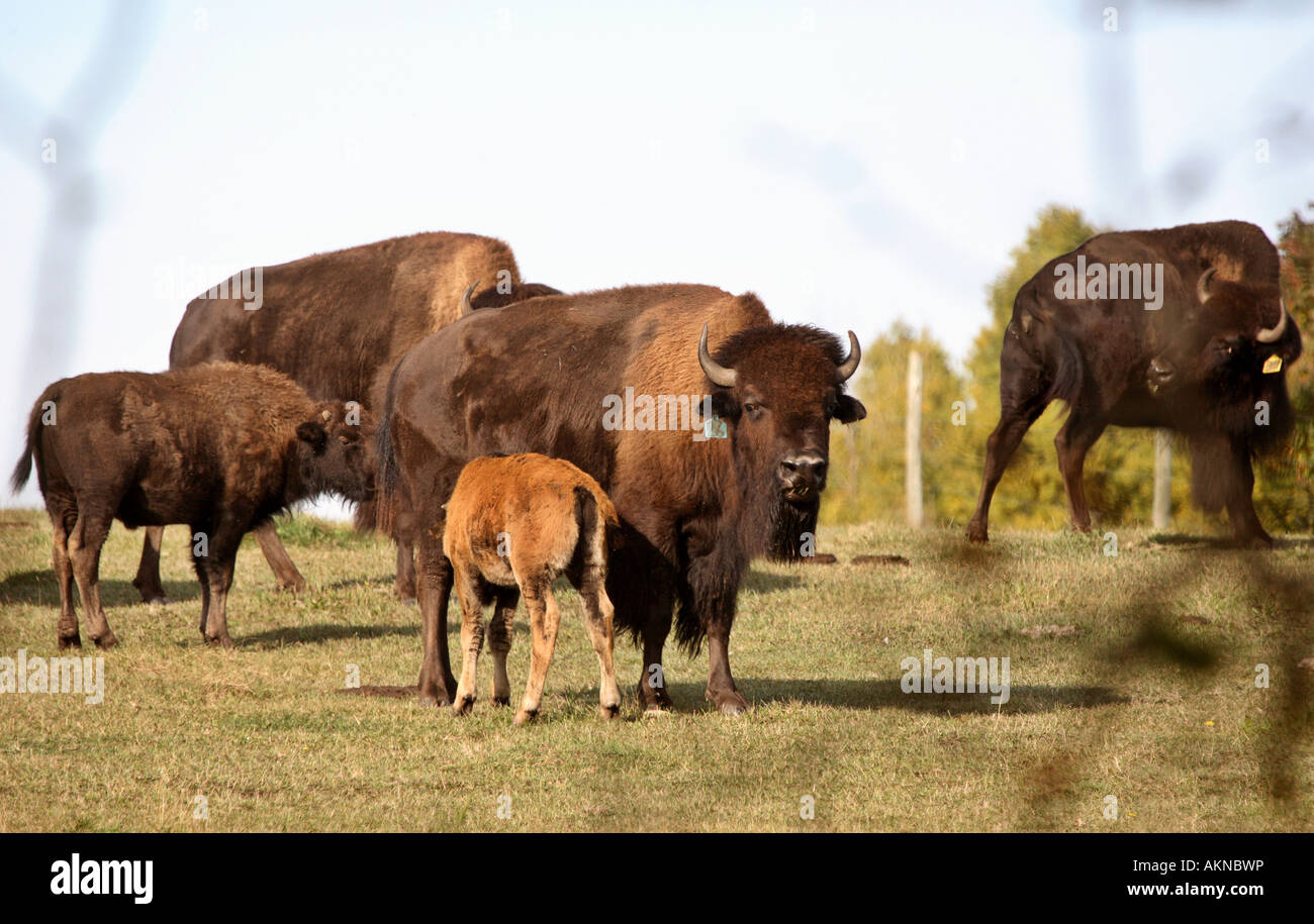 Bison herd saskatchewan hi-res stock photography and images - Alamy