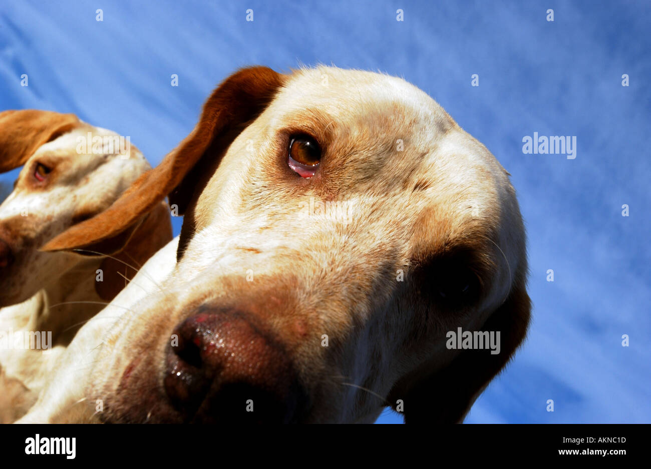 Foxhound foxhound foxhound hi-res stock photography and images - Alamy