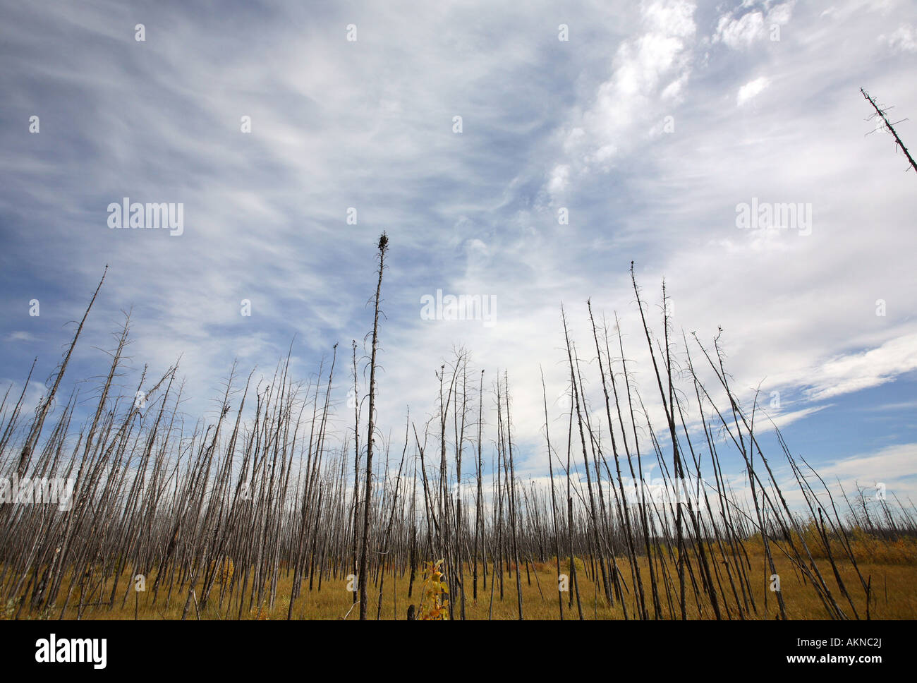 Northern canada forest fire hi-res stock photography and images - Alamy