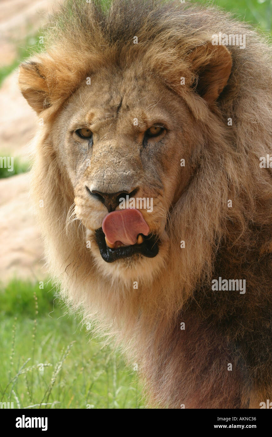 Lion licks hi-res stock photography and images - Alamy