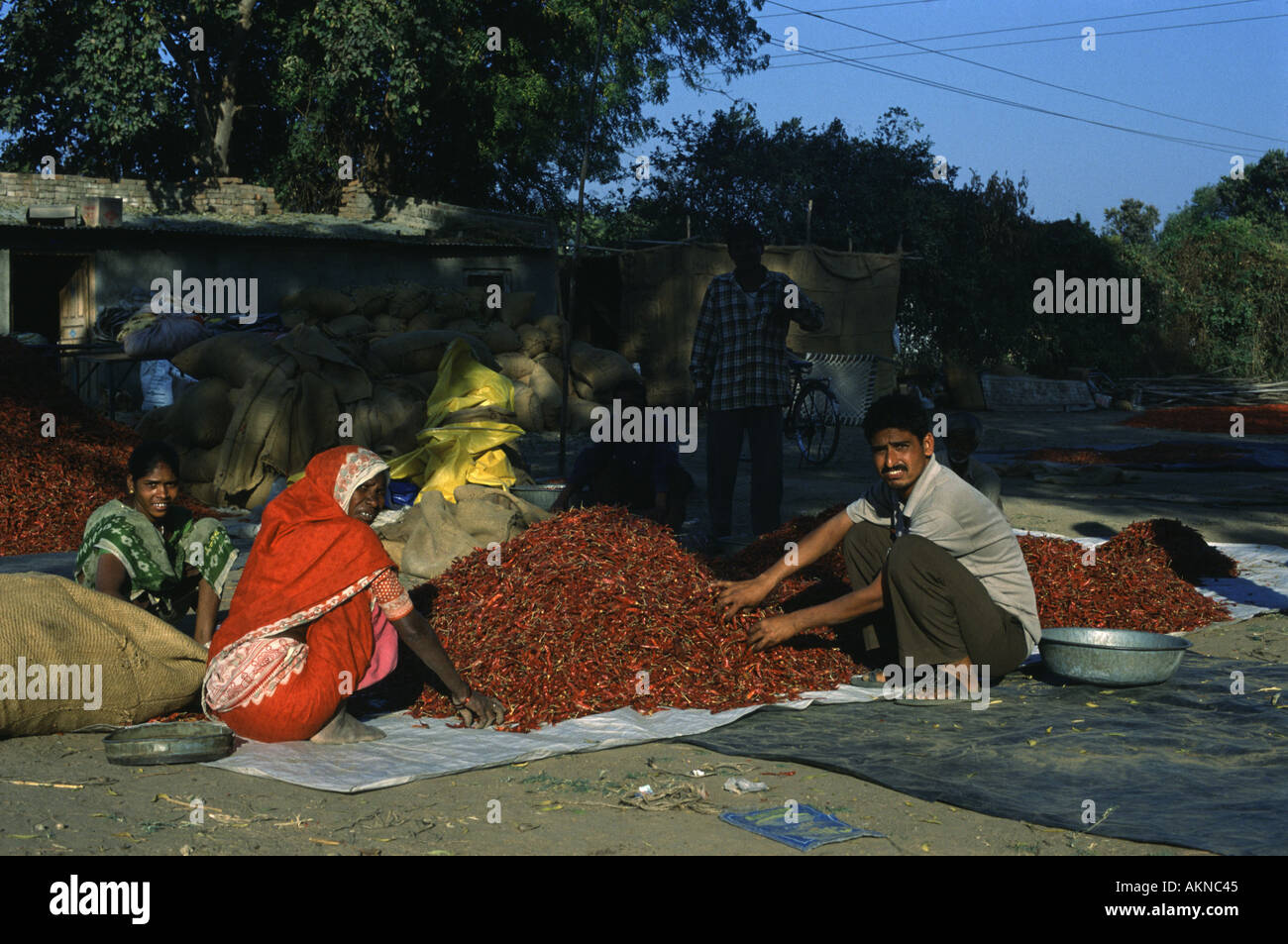 Chilli processing hi-res stock photography and images - Alamy
