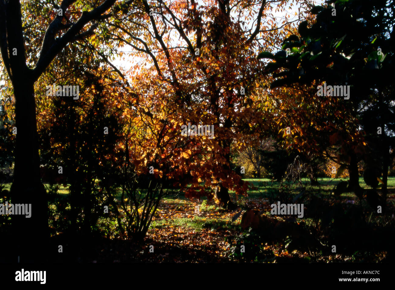 Autumn colour from trees Hampshire England Stock Photo - Alamy
