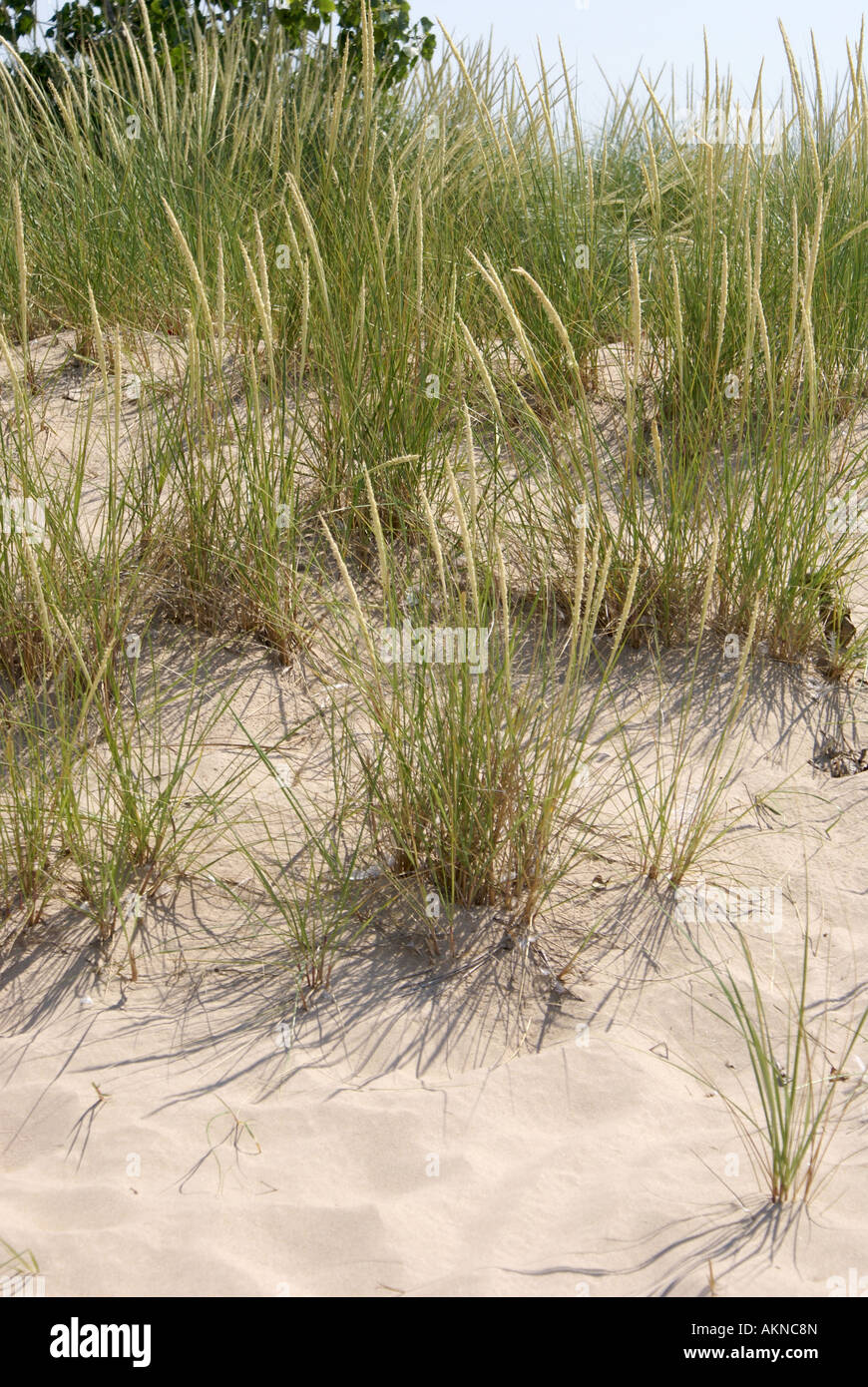 Sand and Grasses Stock Photo - Alamy