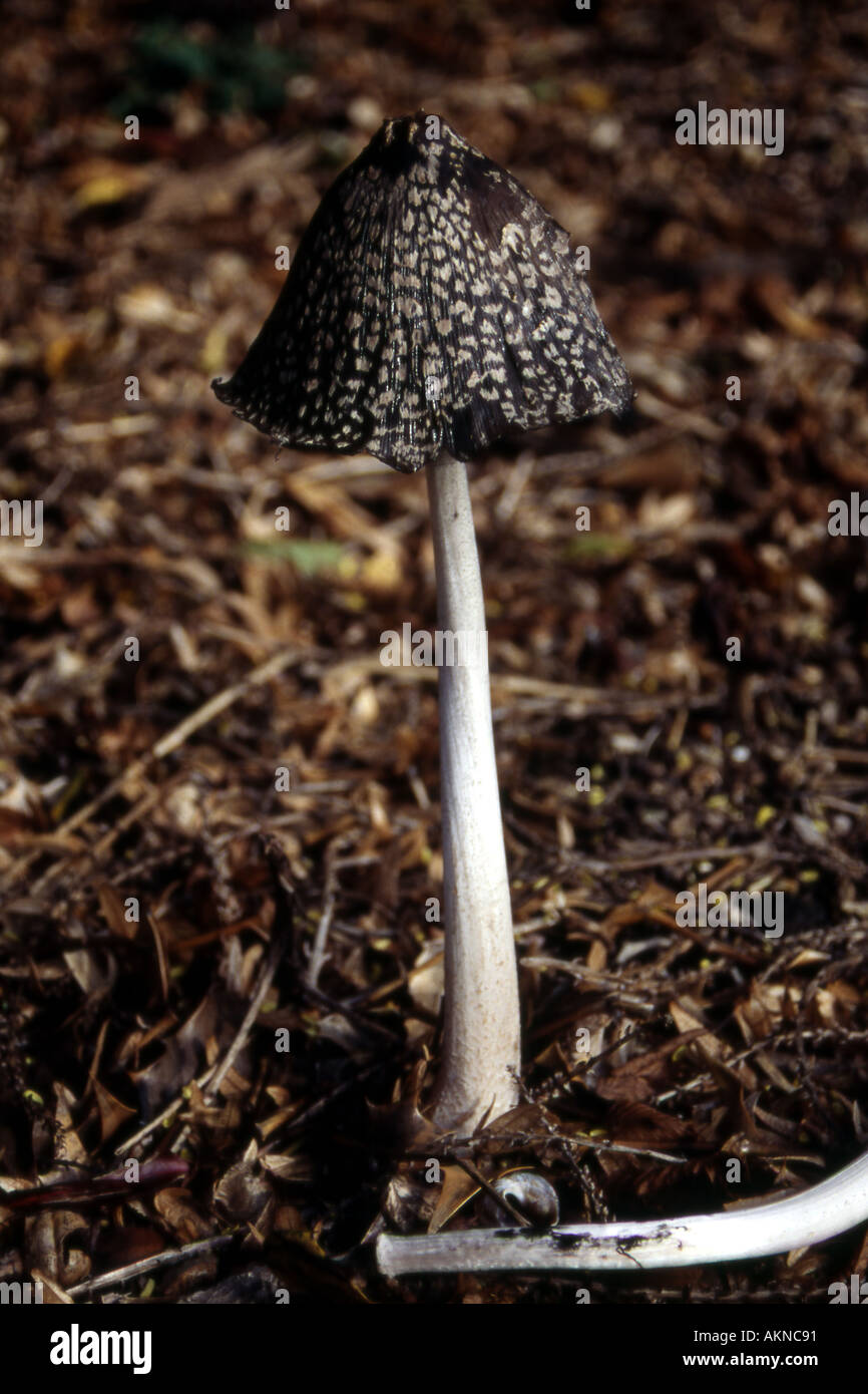 Magpie Inkcap mushroom Stock Photo - Alamy