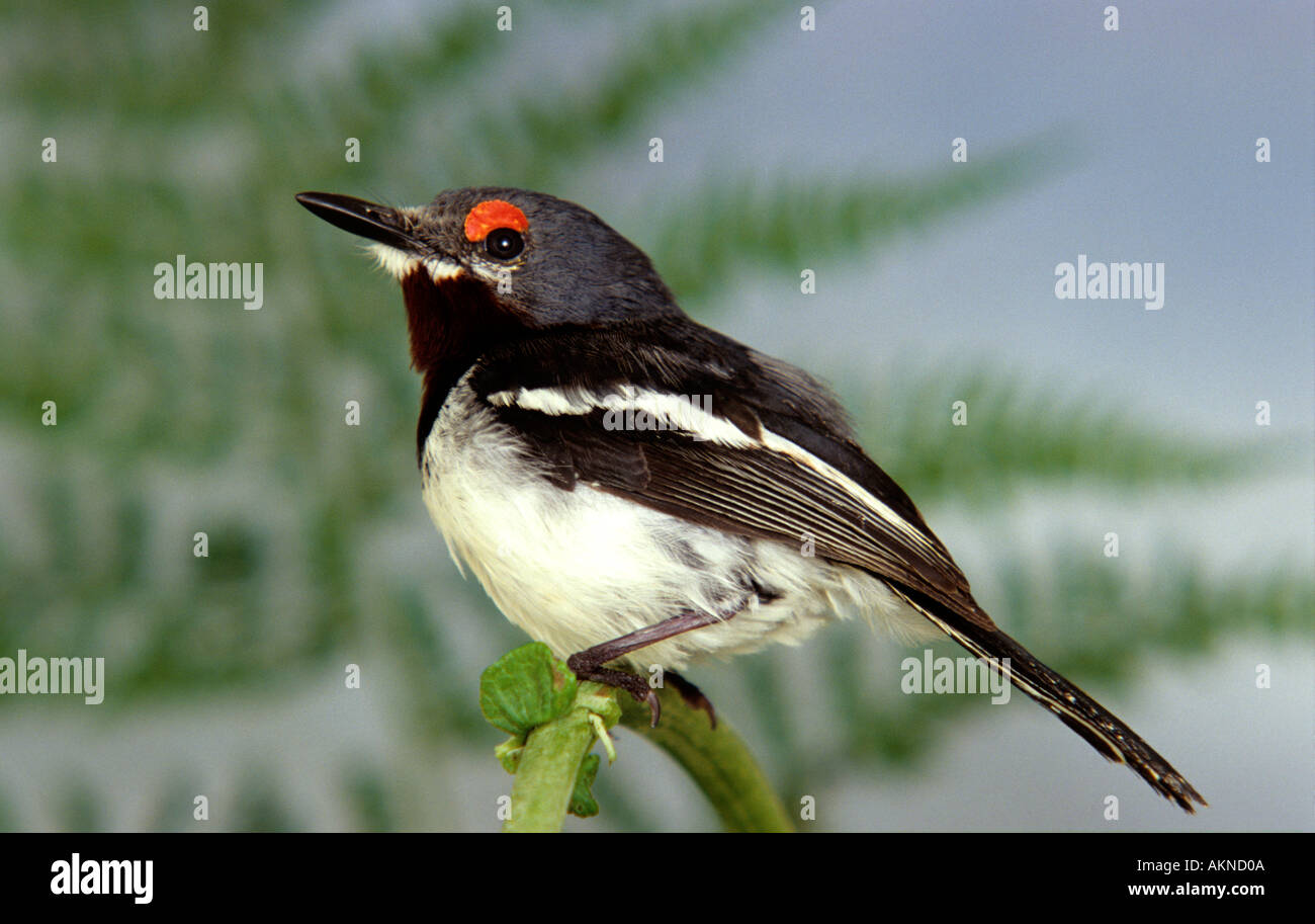 Scarlet wattle eyed flycatcher Platysteira cyanea. Brown-throated ...