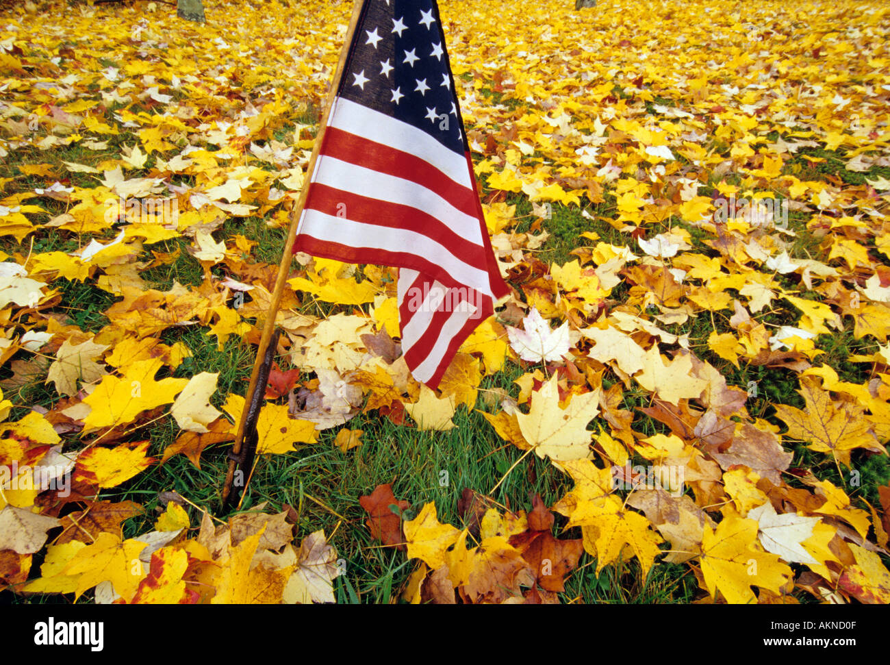 American Flag surrounded by autumn colors in a new england graveyard ...