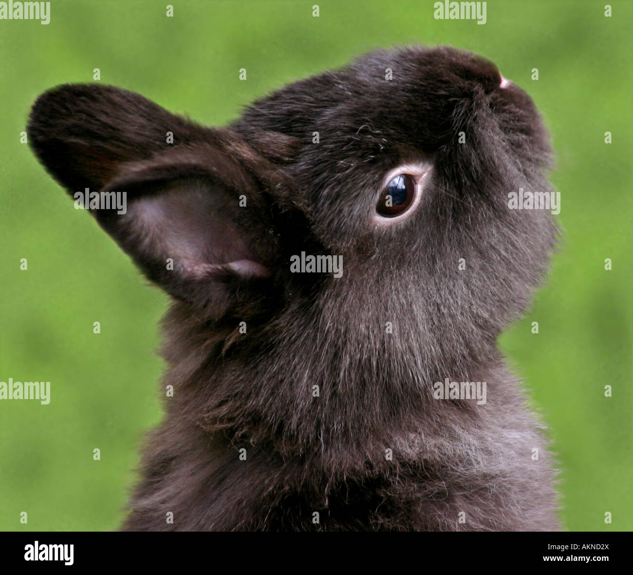 Black lionhead rabbit hi-res stock photography and images - Alamy