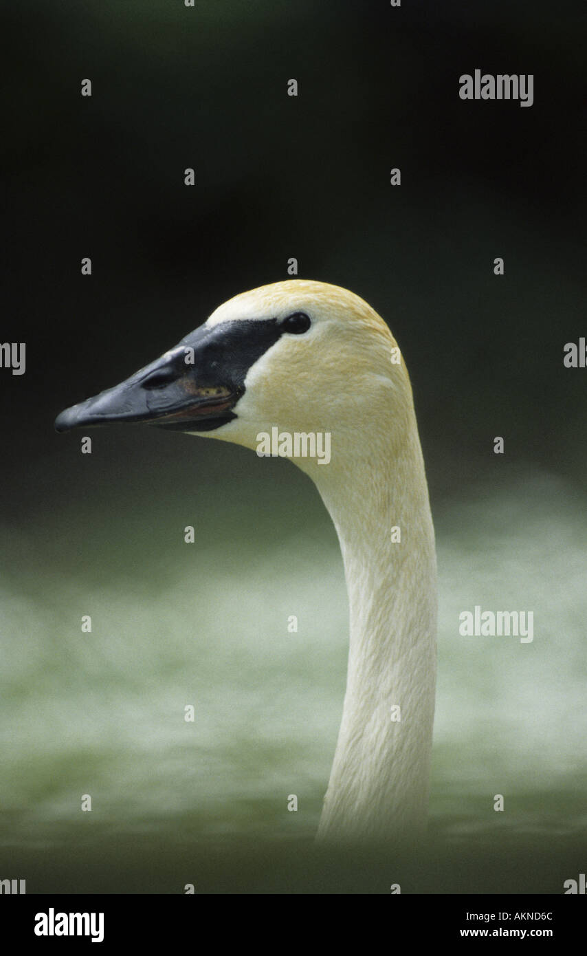 The Trumpeter Swan, Cygnus buccinator Stock Photo - Alamy