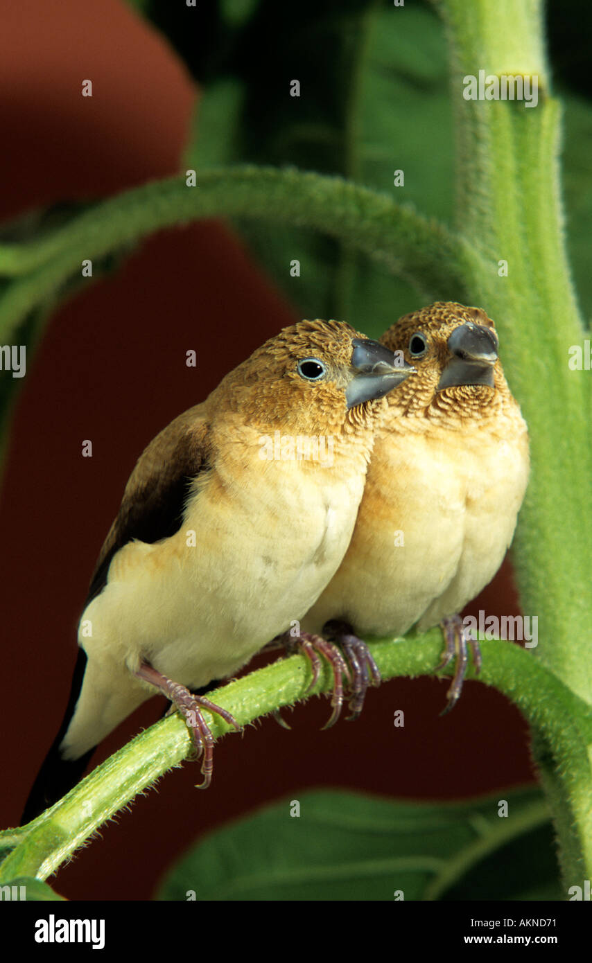African silverbills hi-res stock photography and images - Alamy