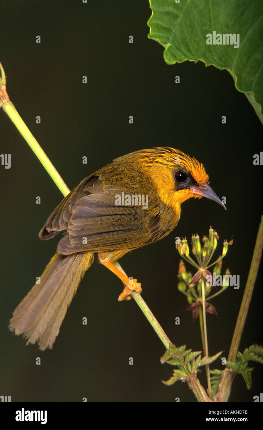 Golden Babbler (Stachyridopsis chrysaea) Golden-headed Babbler Stock ...