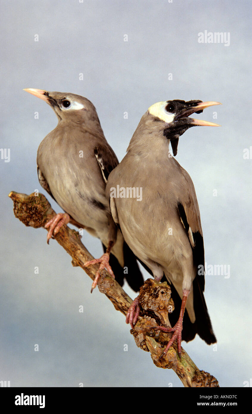 2 Wattled Starlings (Creatophora cinerea Stock Photo - Alamy