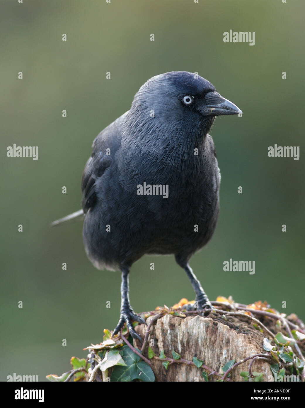Crow Cut