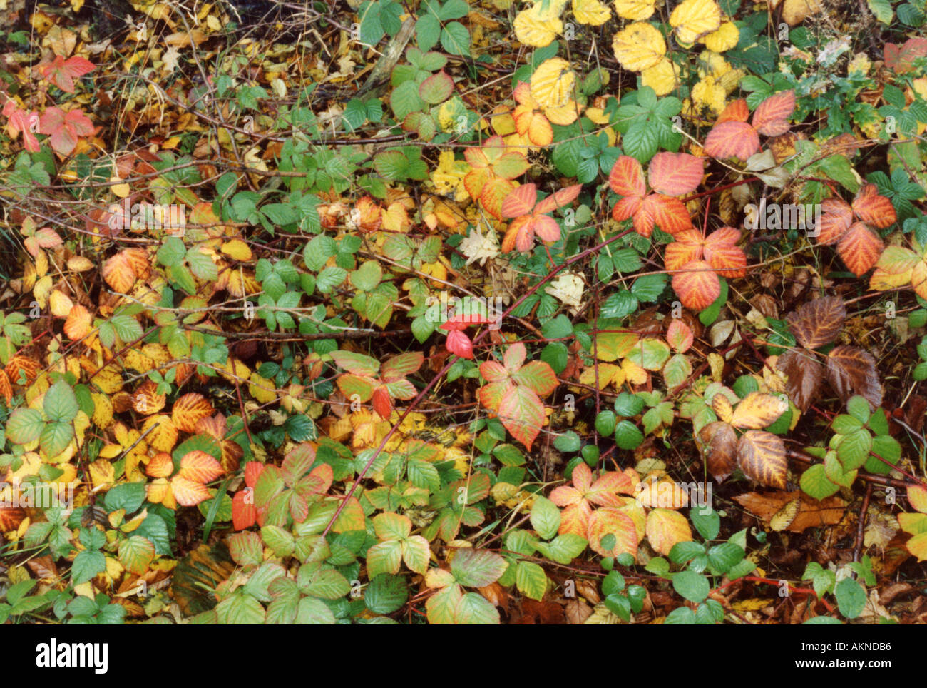 Autumn Leaves ground Stock Photo - Alamy