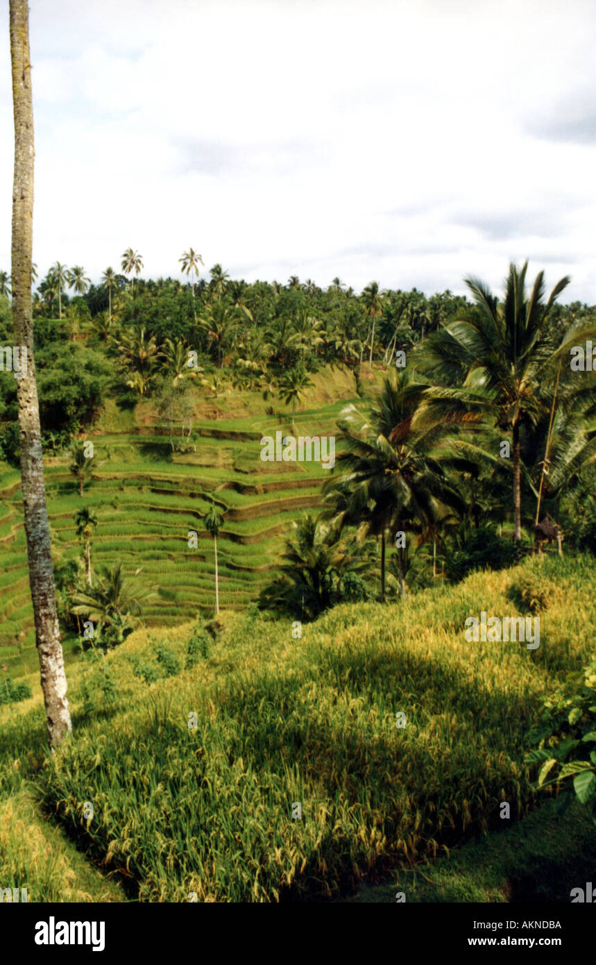 Balinese Rice terrace Stock Photo - Alamy