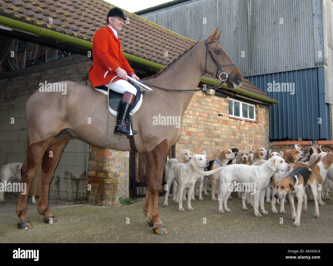 Foxhunting hounds hi-res stock photography and images - Alamy