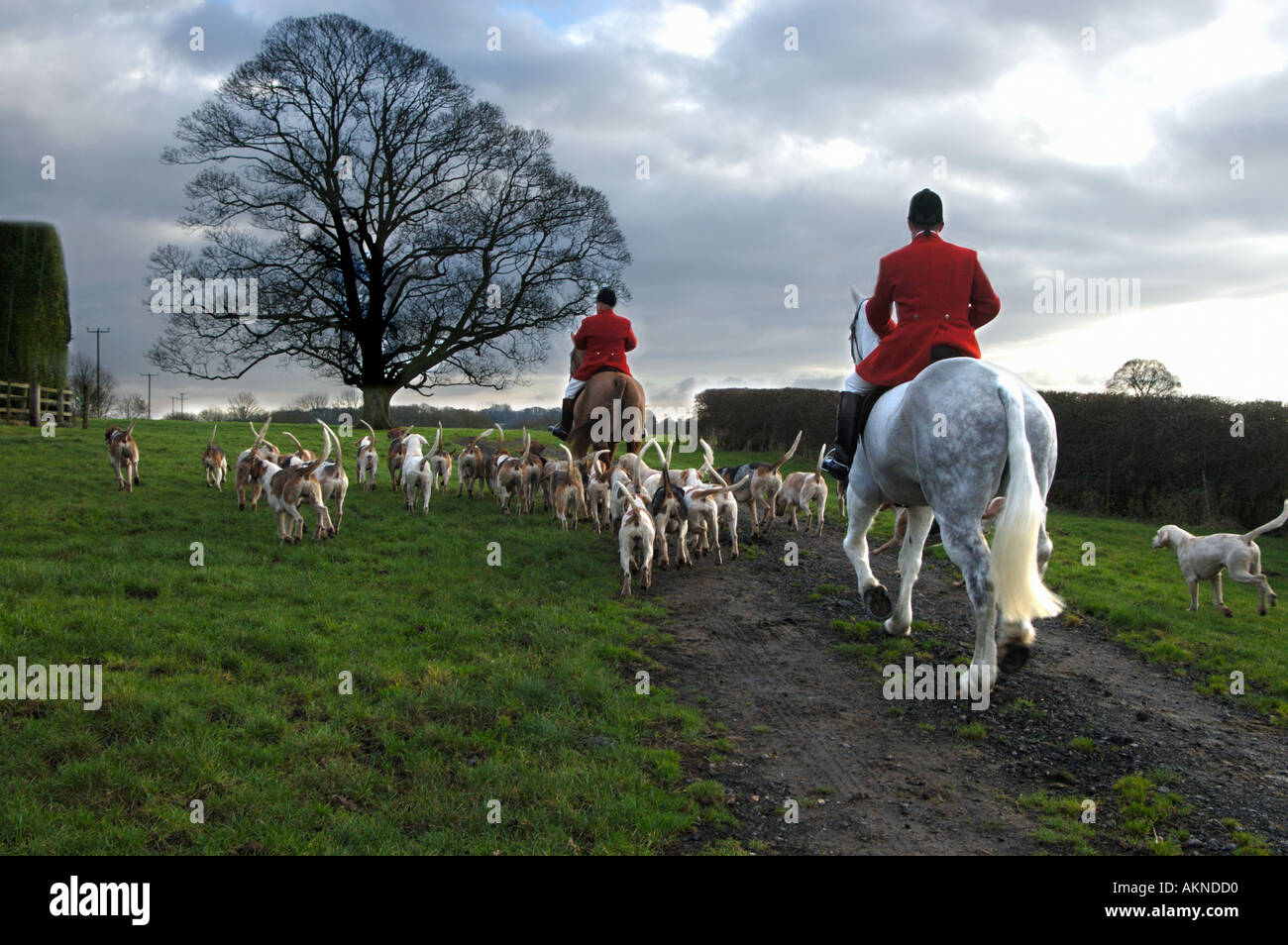Foxhunting england hi-res stock photography and images - Alamy